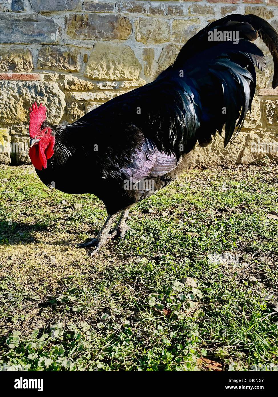 Black Australorp Cockerel