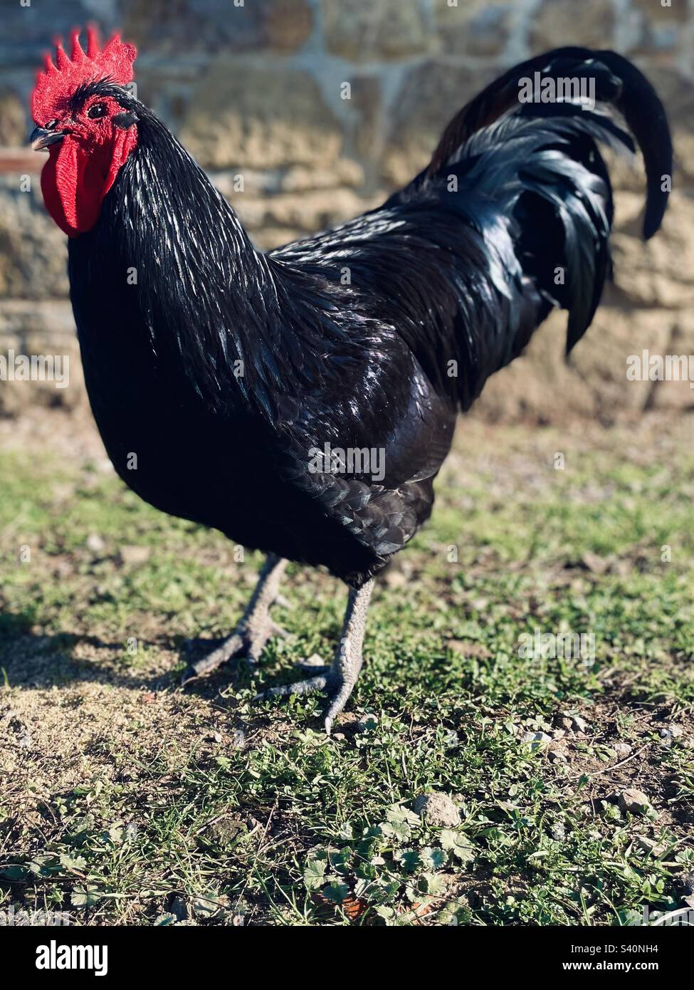 Black Australorp Cockerel