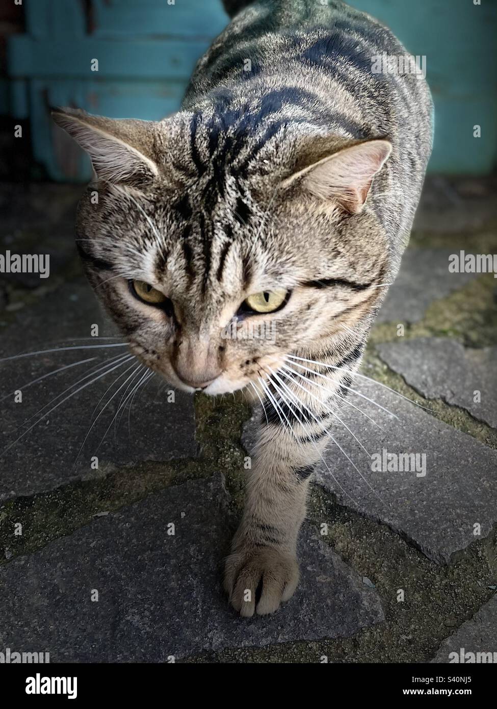 Beautiful colors and pattern on a tabby homestead barn cat walking next ...
