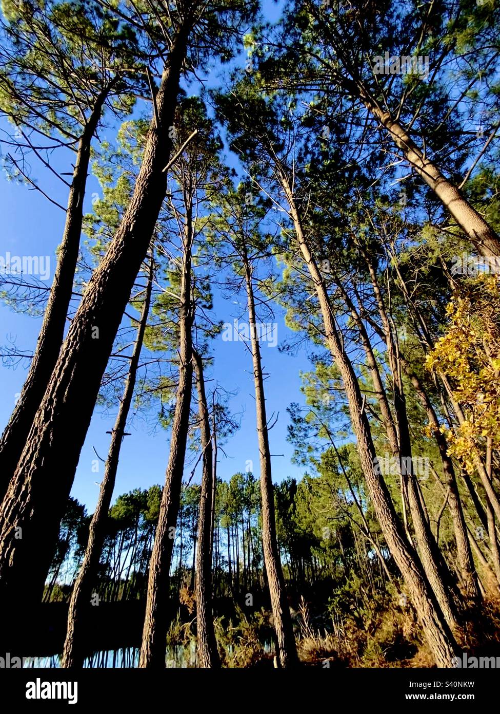 Tall trunks trees hi-res stock photography and images - Alamy