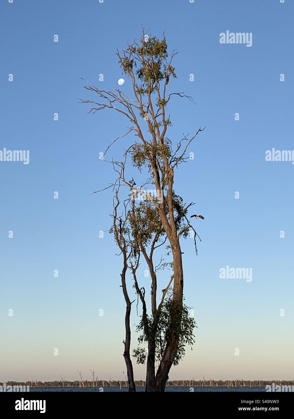 Moon and tree at sunset hi-res stock photography and images - Alamy