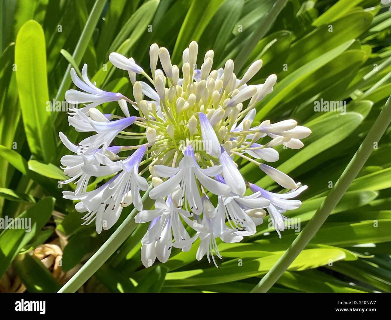 White allium flower bulb Stock Photo - Alamy