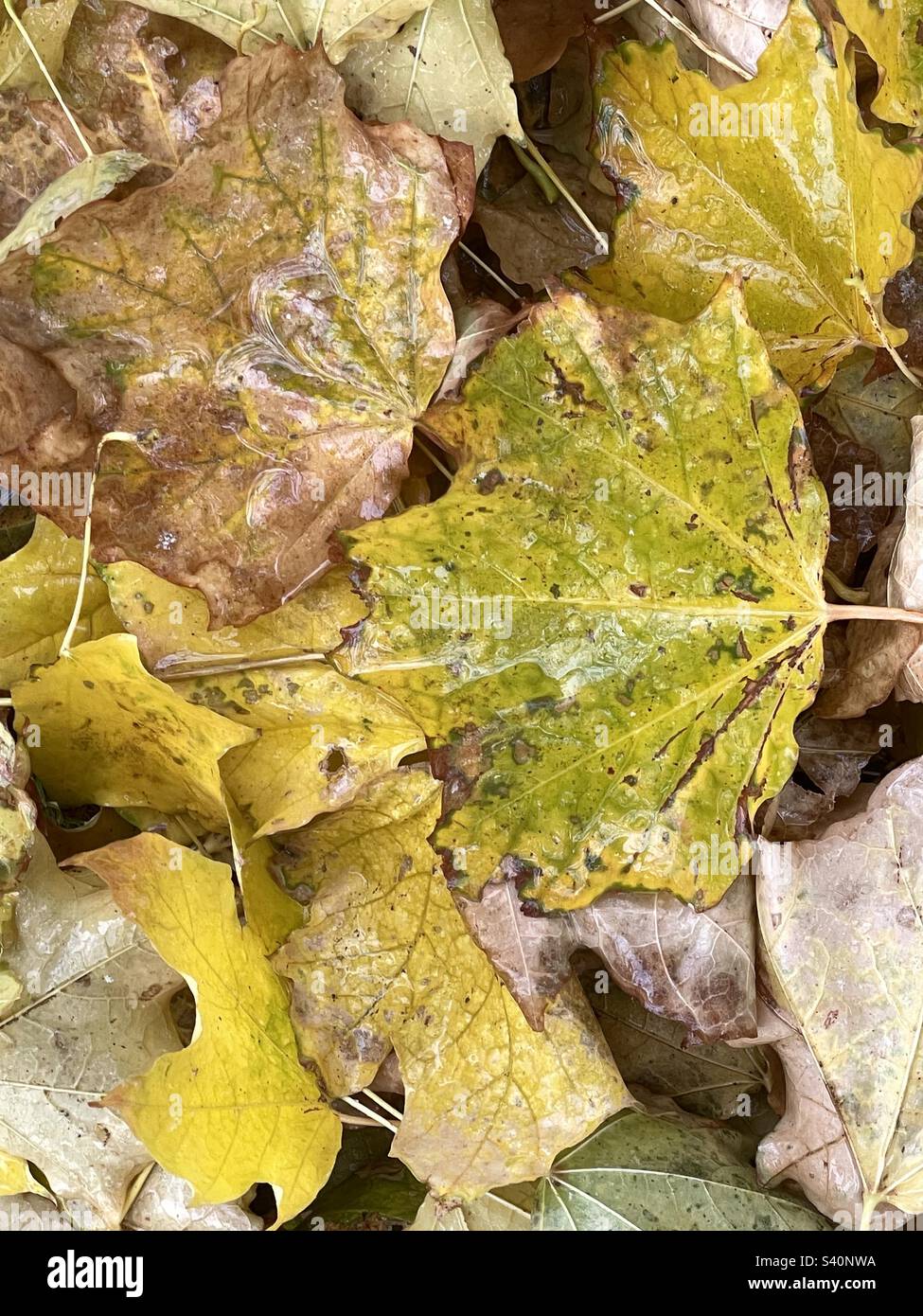 Recently fallen maple leaves are moist with falling sleet and snow. The ...