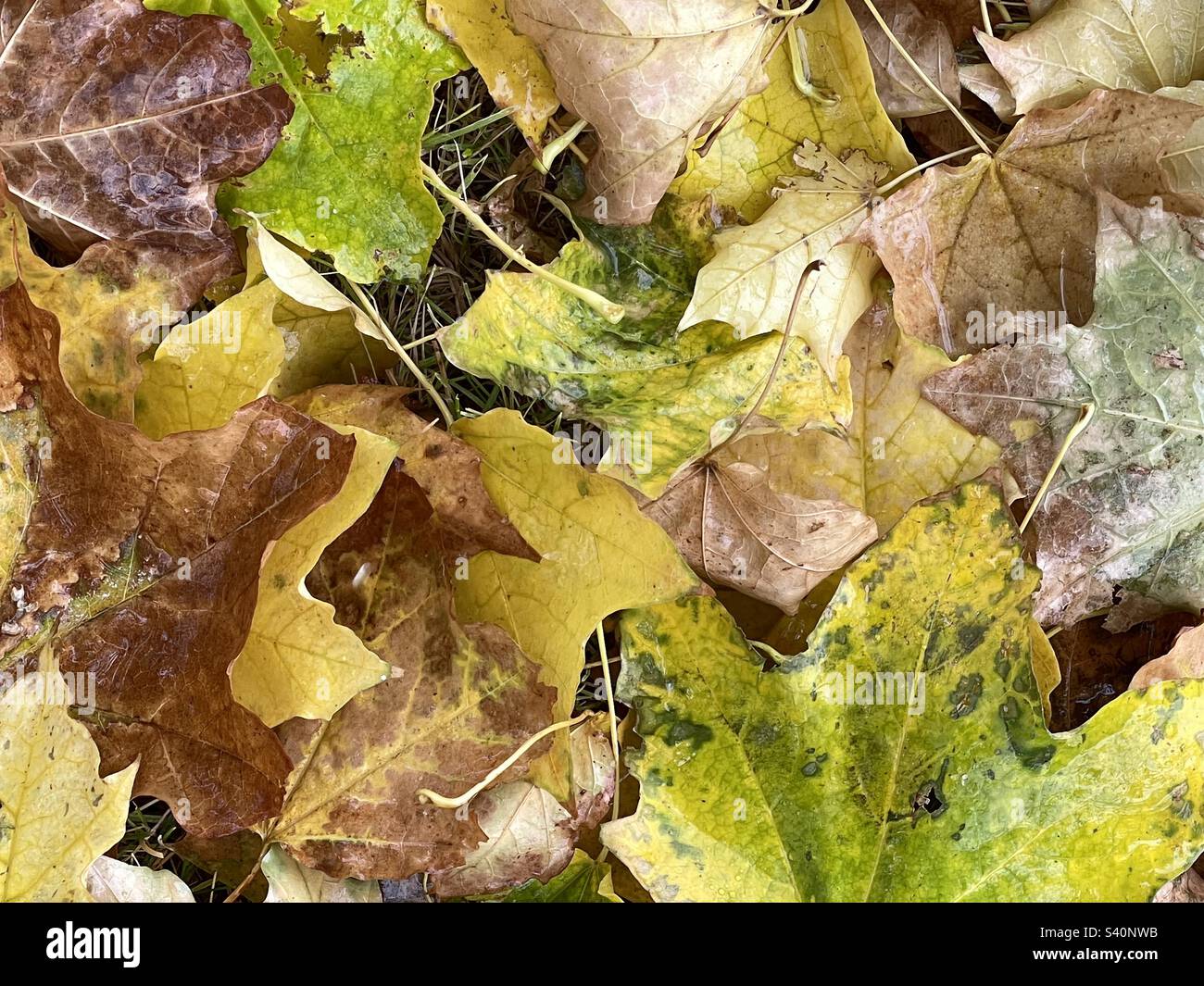 Recently fallen maple leaves are moist with falling sleet and snow. The ...