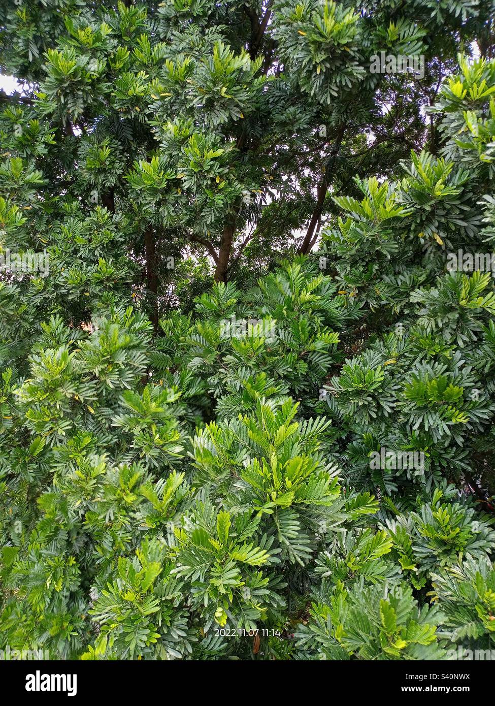 Amazon leaves hi-res stock photography and images - Alamy