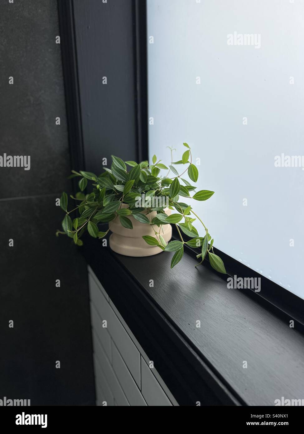 Plant on window ledge Stock Photo - Alamy