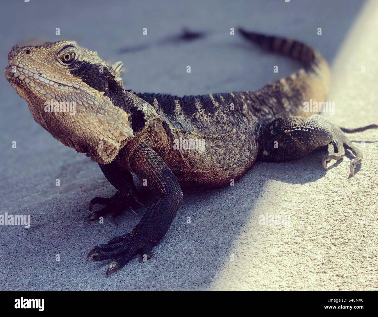 Australian fauna hi-res stock photography and images - Alamy