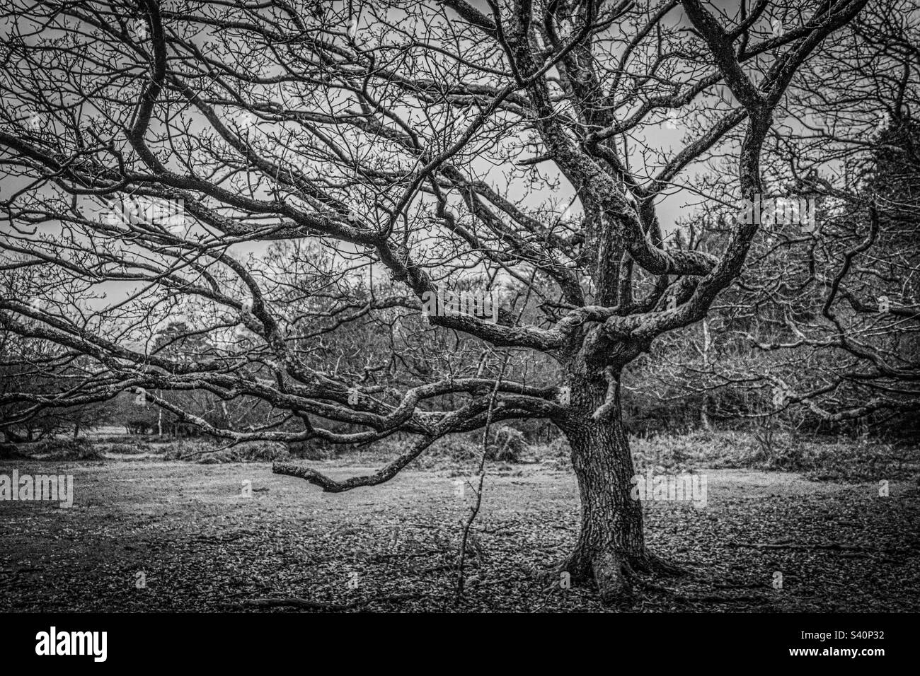 New forest tree slanting Stock Photo - Alamy