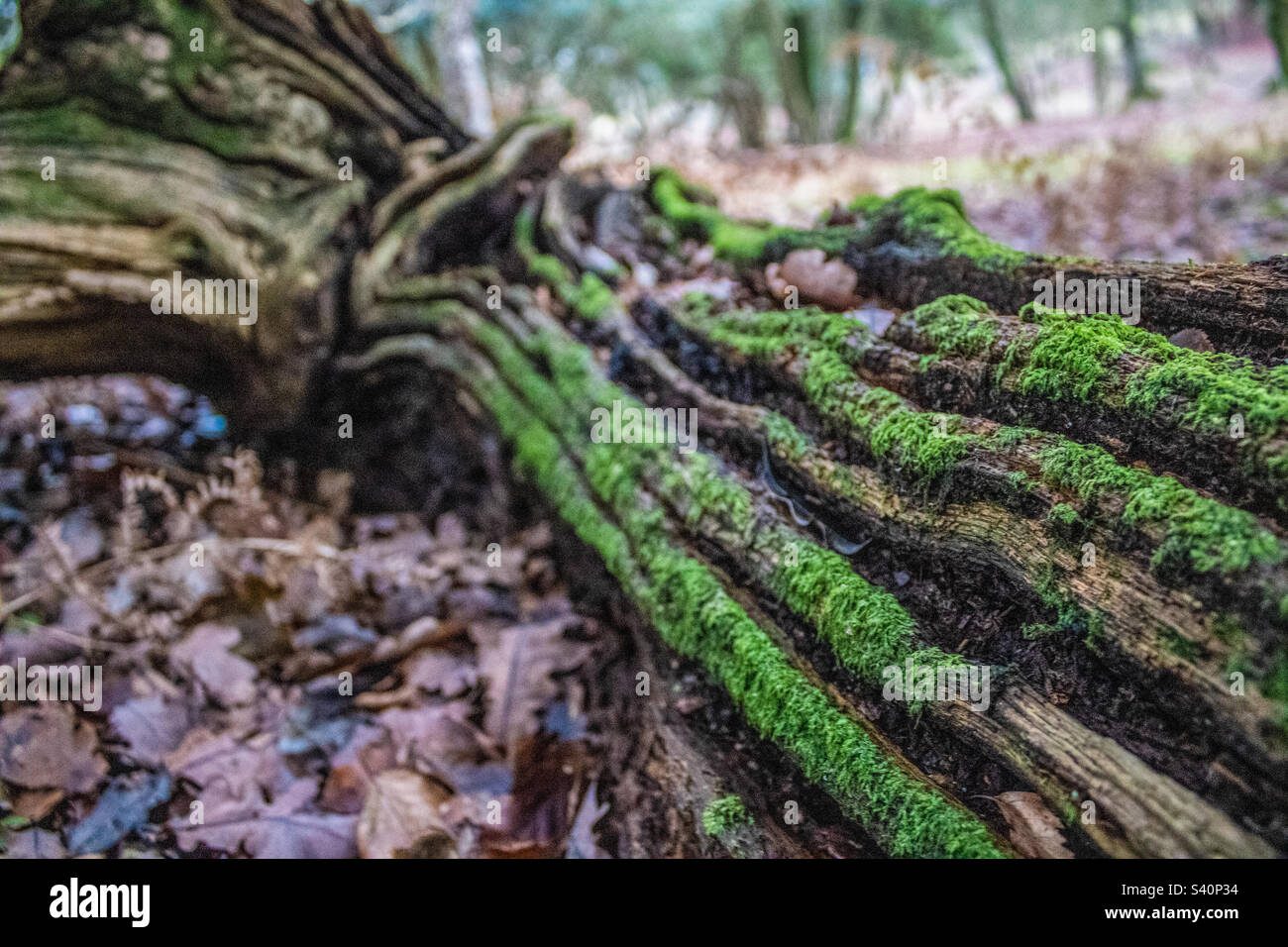 Fallen tree growing moss and decomposing Stock Photo - Alamy