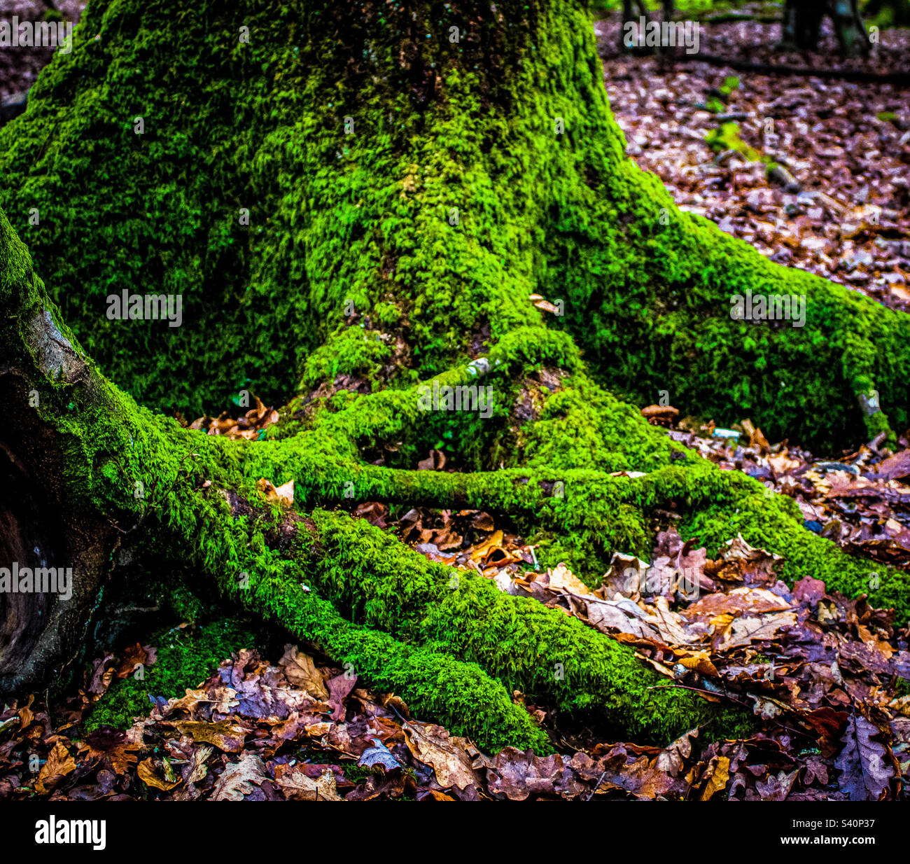 Tree covered in roots hi-res stock photography and images - Alamy