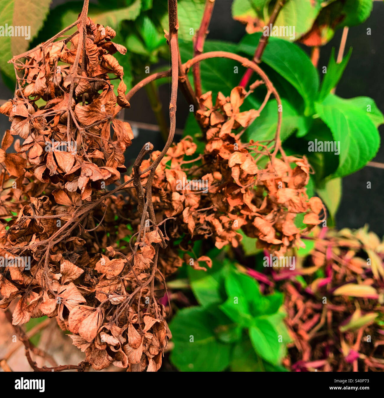 Dieing flower hi-res stock photography and images - Alamy