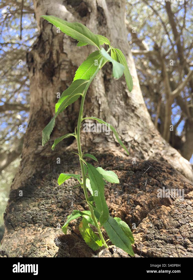 Young branch sprouting from a tree Stock Photo - Alamy