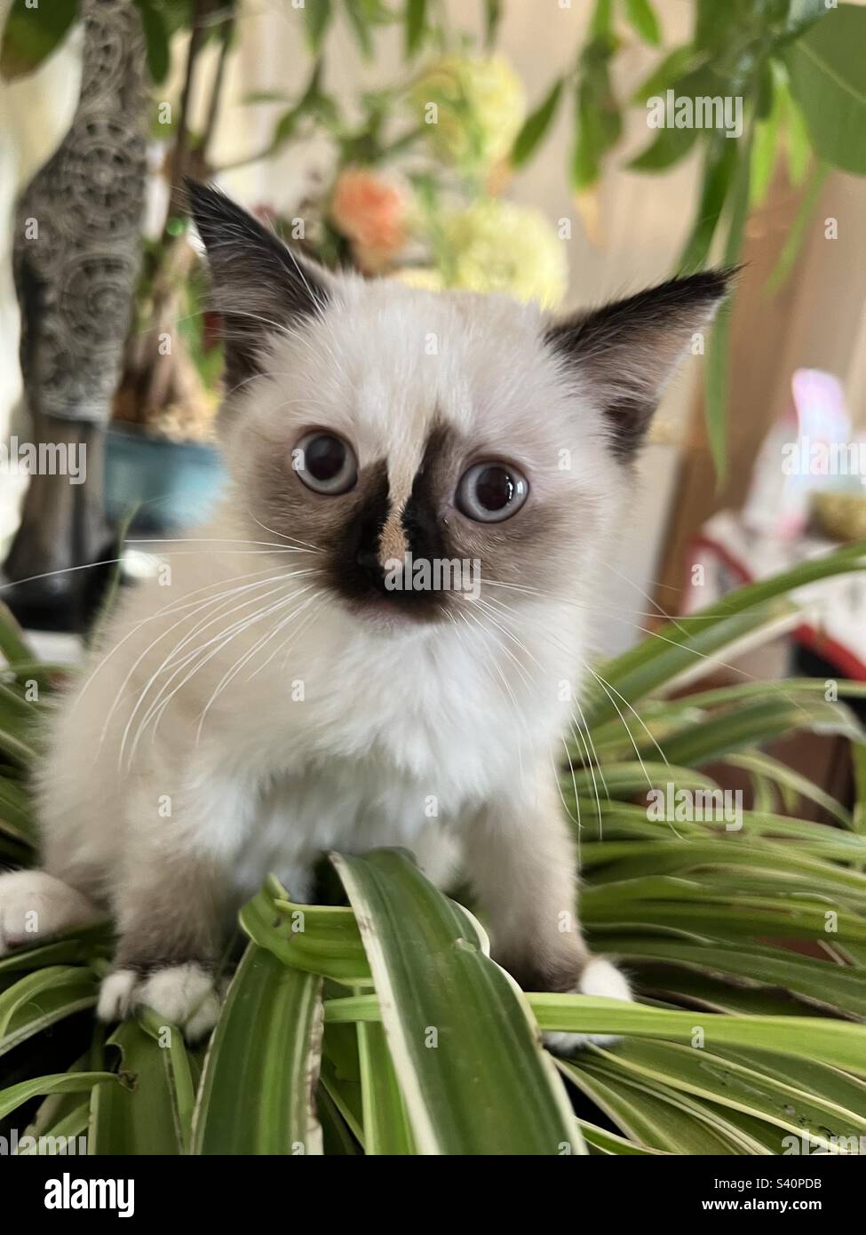 Dwarf Snowshoe Siamese