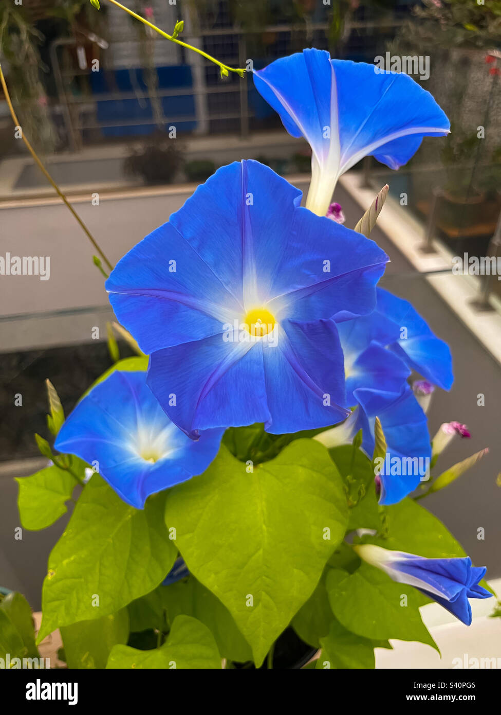 Blue plant flower hi-res stock photography and images - Alamy