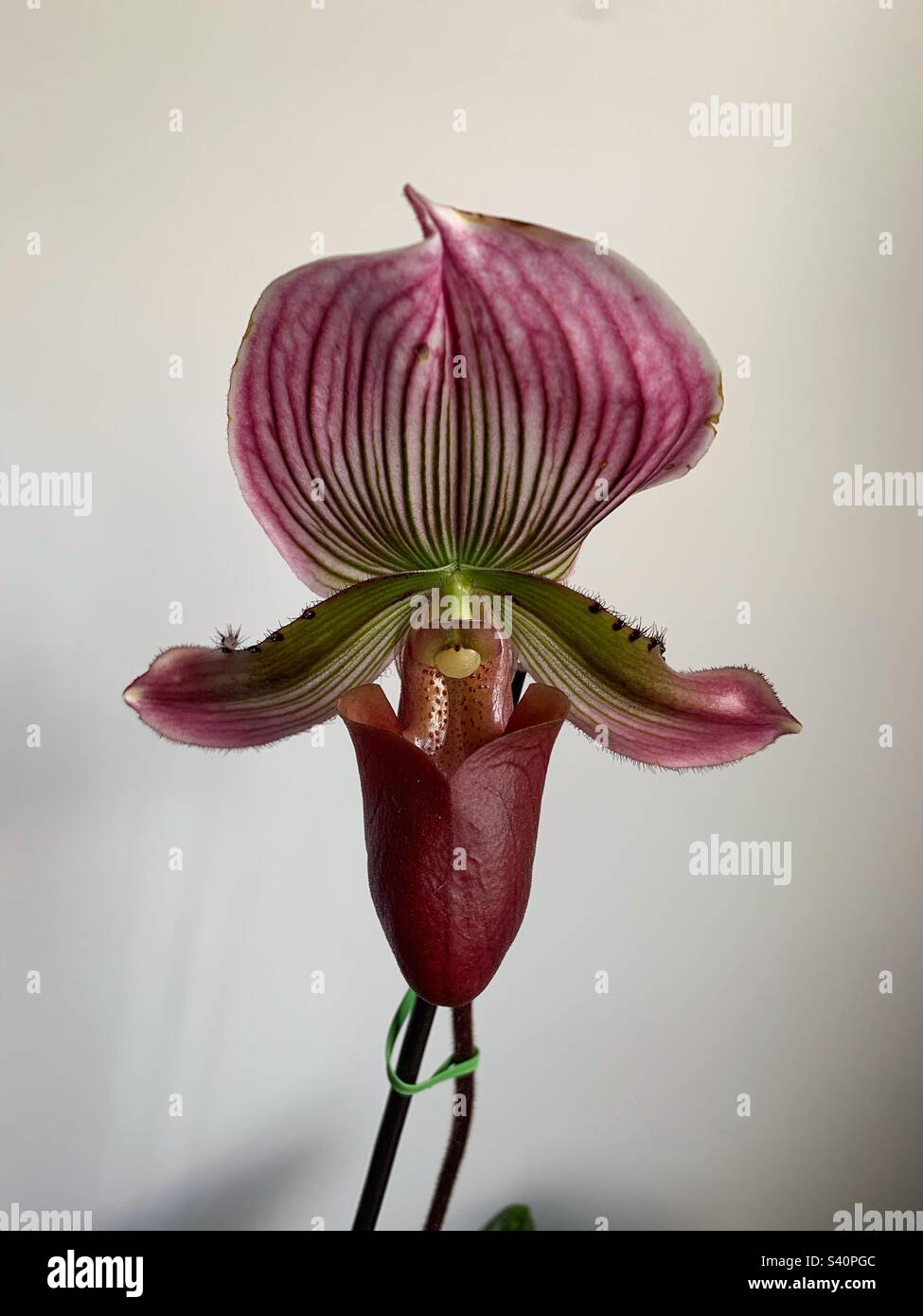 Big red flower hi-res stock photography and images - Alamy