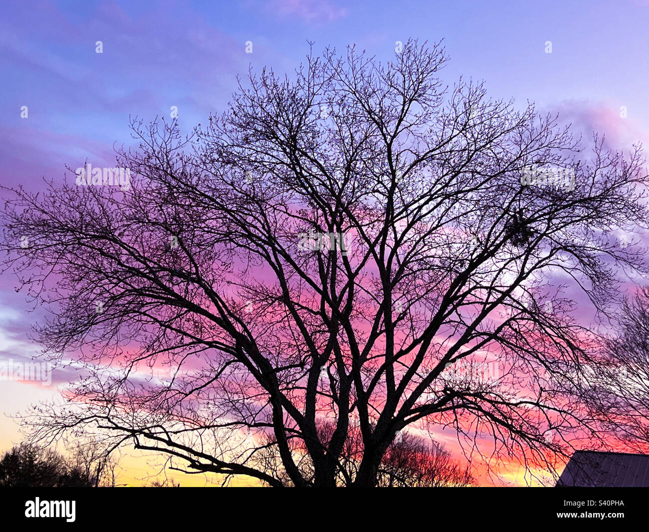 Purple majesty hi-res stock photography and images - Alamy