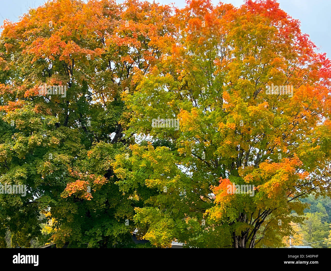 Leaves color show hi-res stock photography and images - Alamy