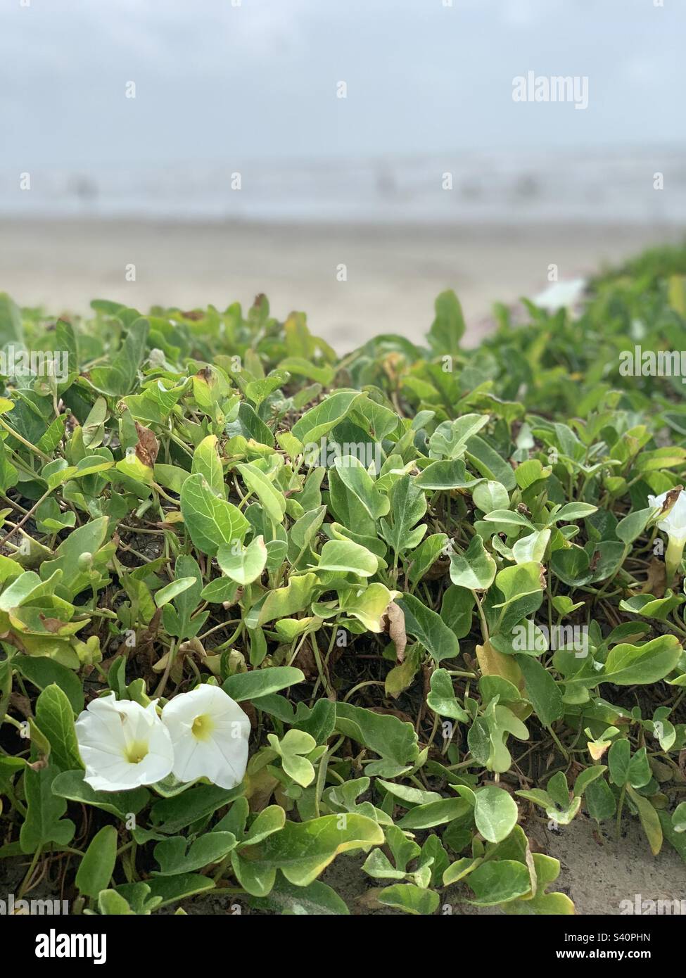 Plants at the beach Stock Photo - Alamy