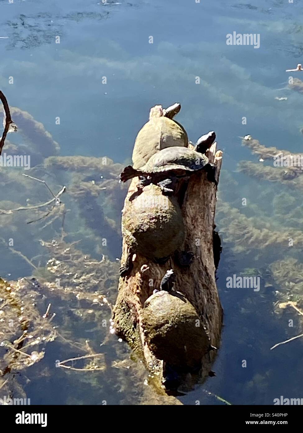 Relaxed turtles hi-res stock photography and images - Alamy