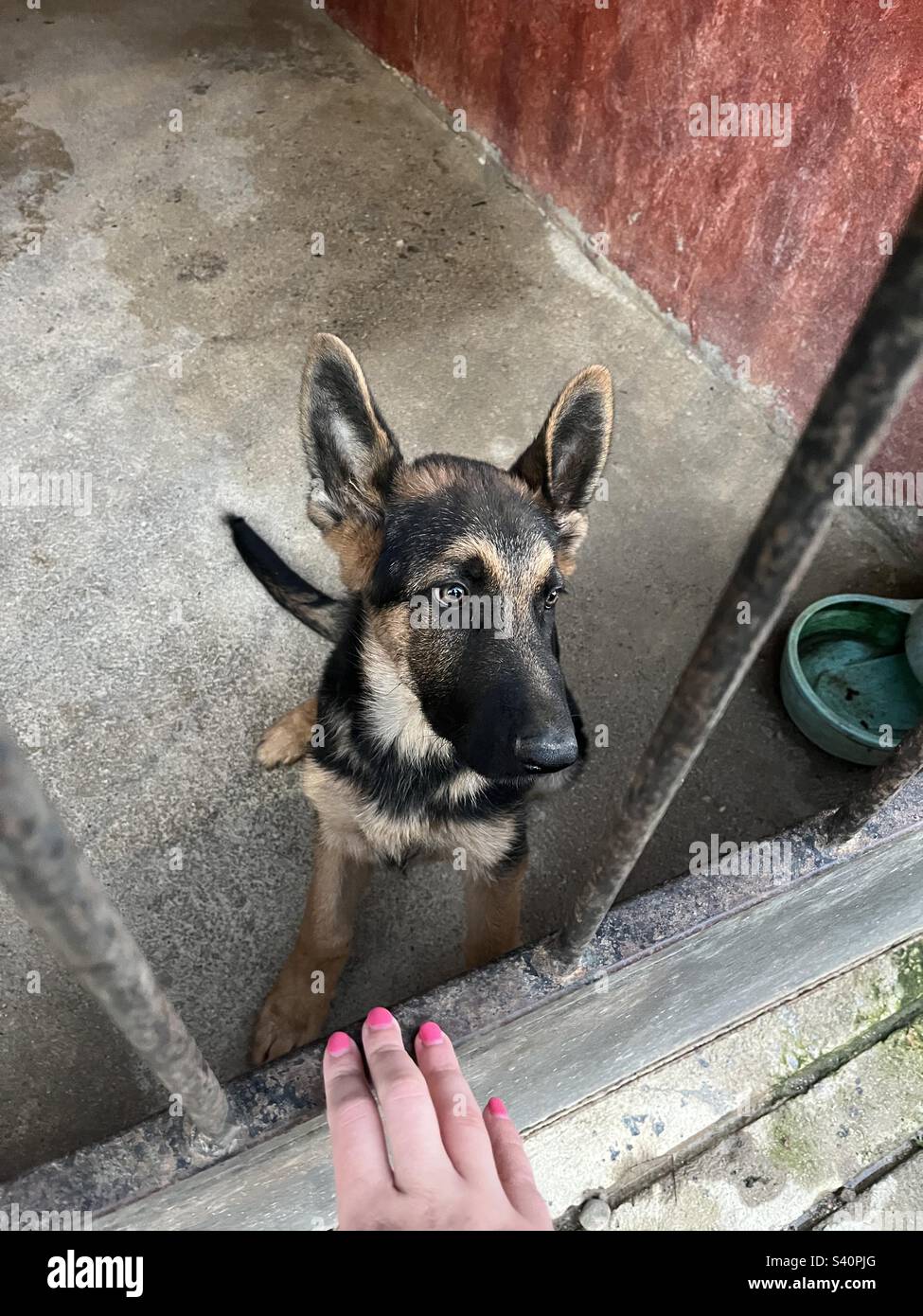 Cute little German Shepherd puppy Stock Photo - Alamy