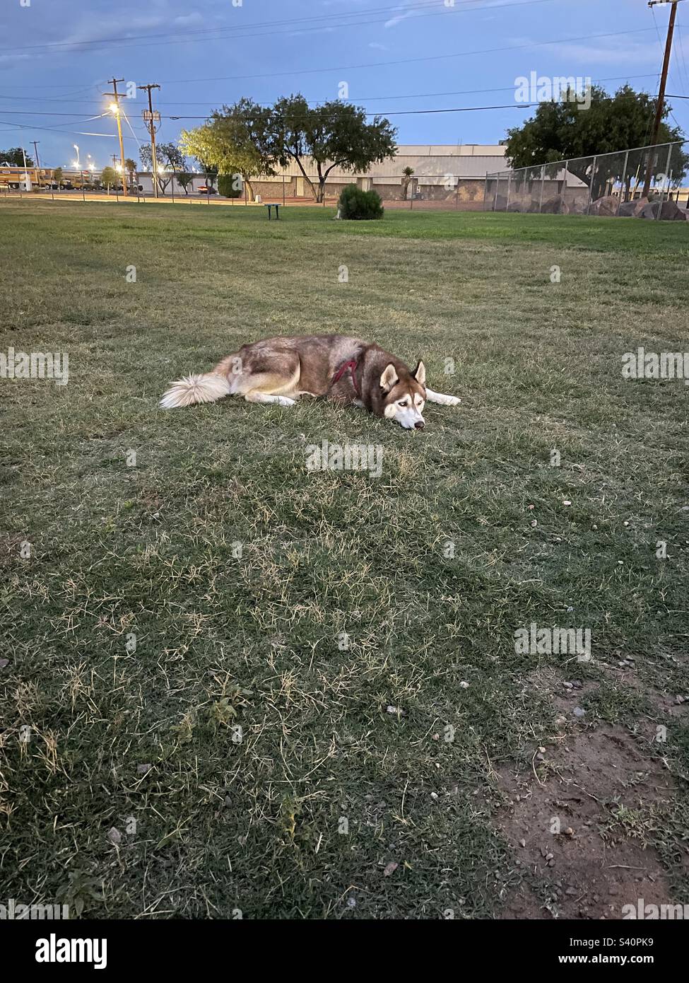 Husky park hi-res stock photography and images - Alamy