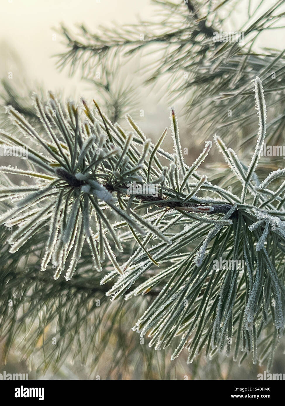 Frost pine tree hi-res stock photography and images - Alamy