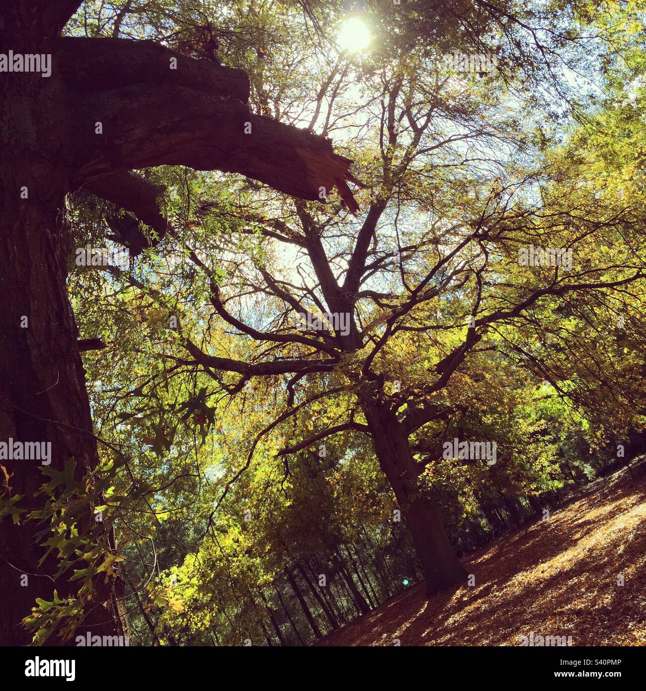 Sunlight filtered hi-res stock photography and images - Alamy