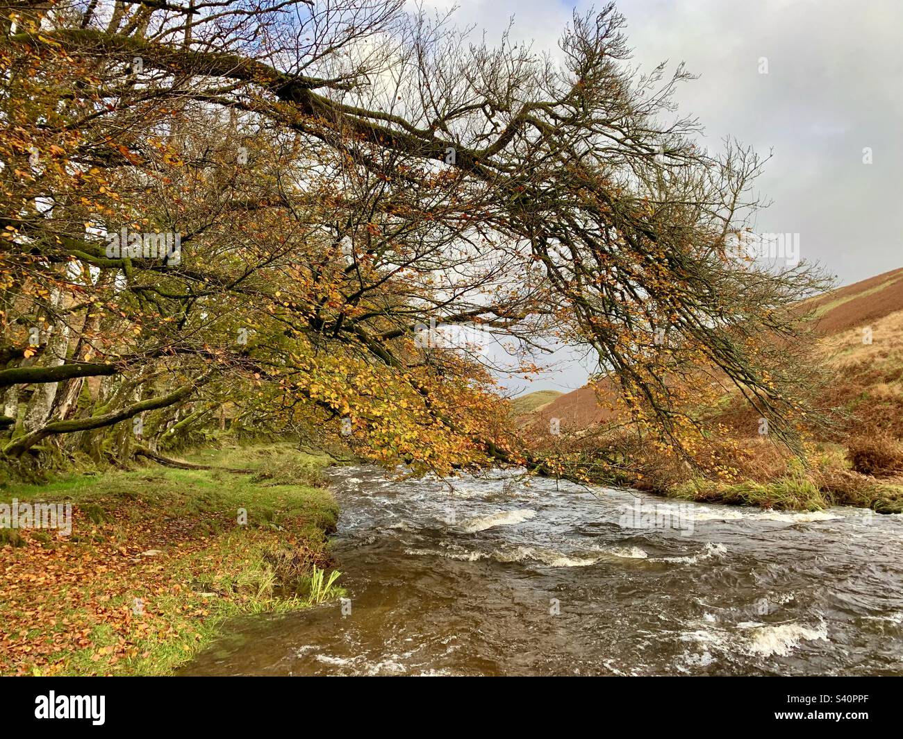 Low hanging branches extend over the fast flowing River Barle in golden ...