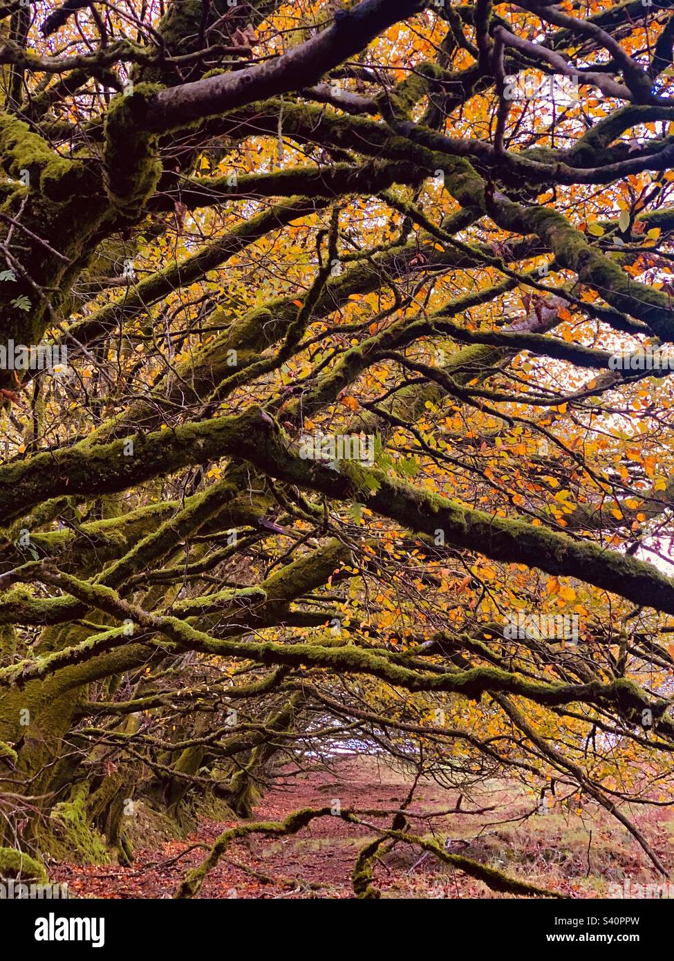 Thick branches of trees with golden yellow leaves in autumn (fall) in ...