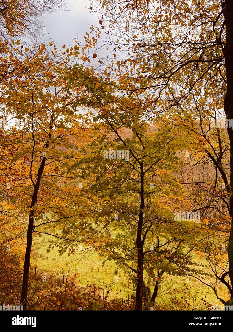 Beautiful autumn (fall) golden yellow colours of falling leaves on ...