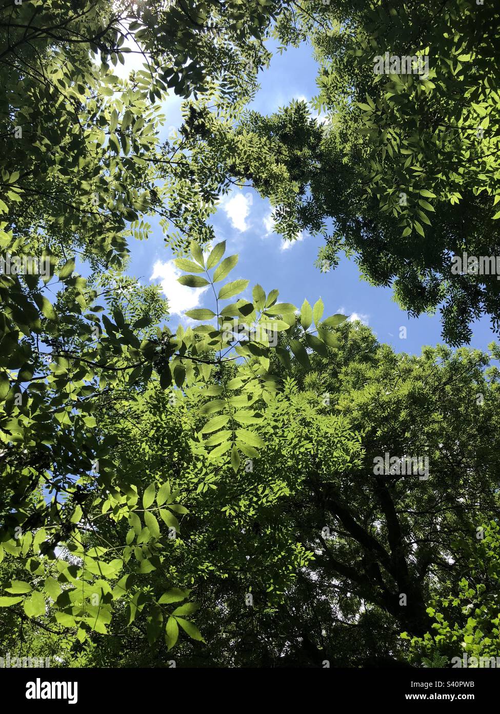 Sky through the tree hi-res stock photography and images - Alamy