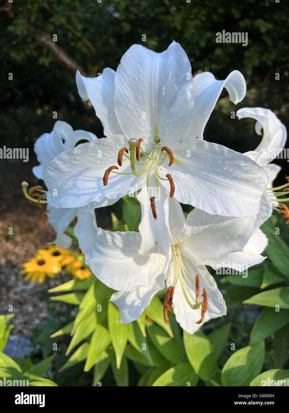 Easter lily bloom hi-res stock photography and images - Alamy