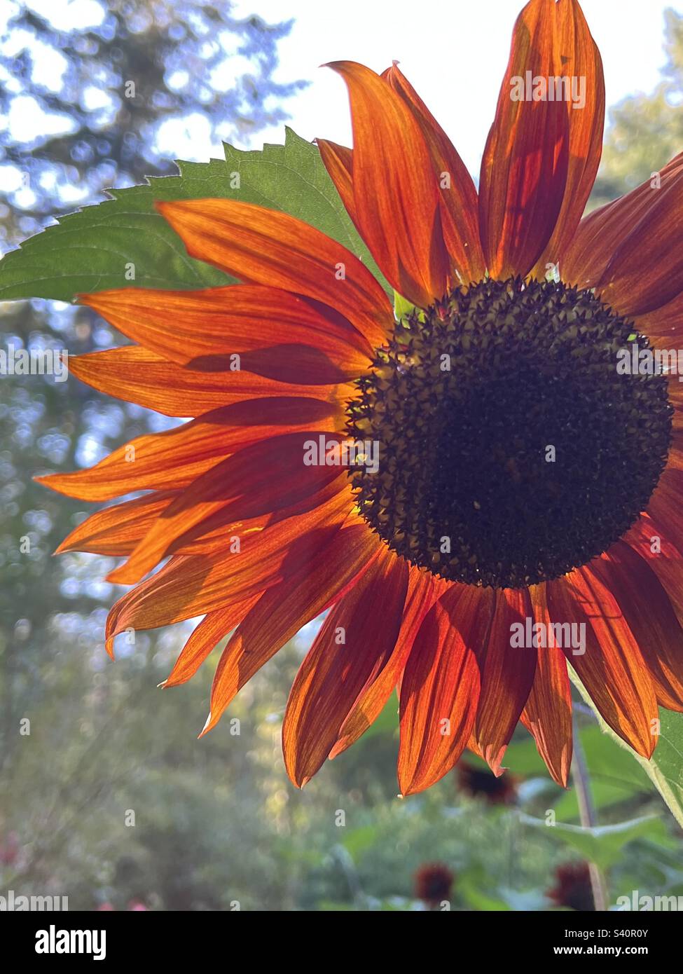 British columbia sunflower hi-res stock photography and images - Alamy