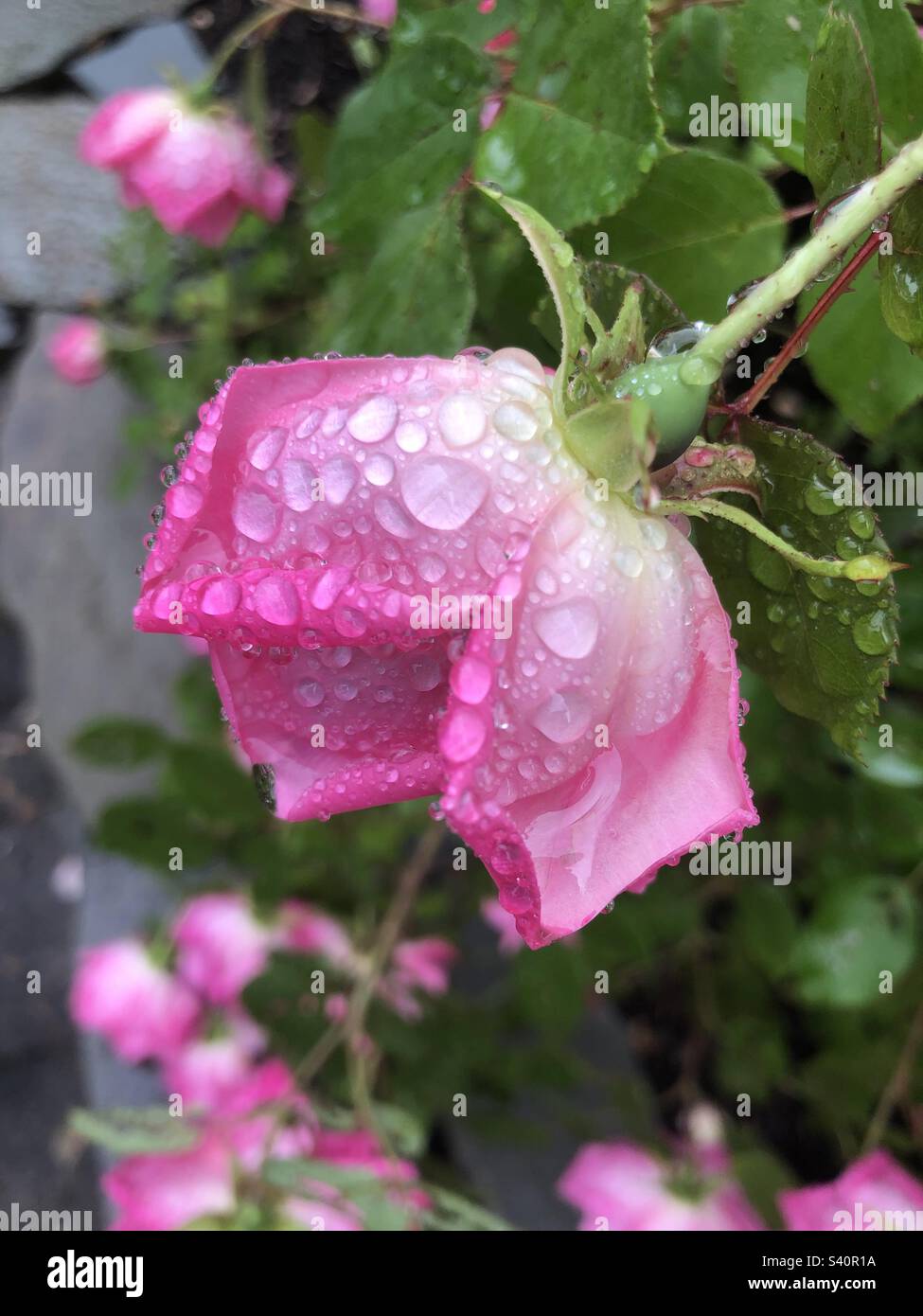 Rain wet roses hi-res stock photography and images - Alamy