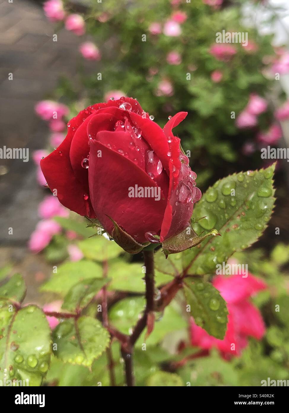 Pictures Of Red Roses With Raindrops