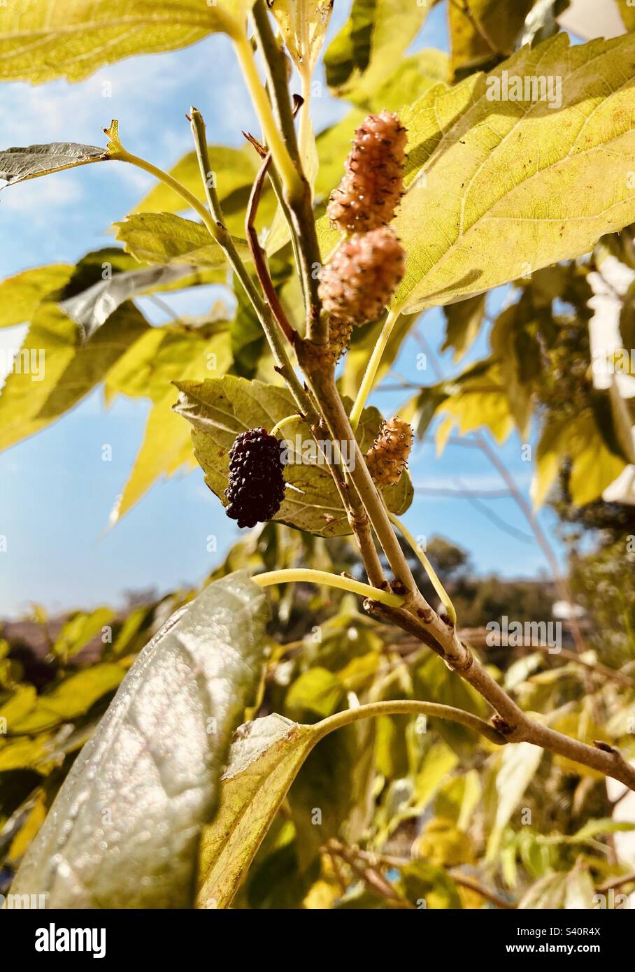 Beautiful Mulberry on a tree Stock Photo - Alamy