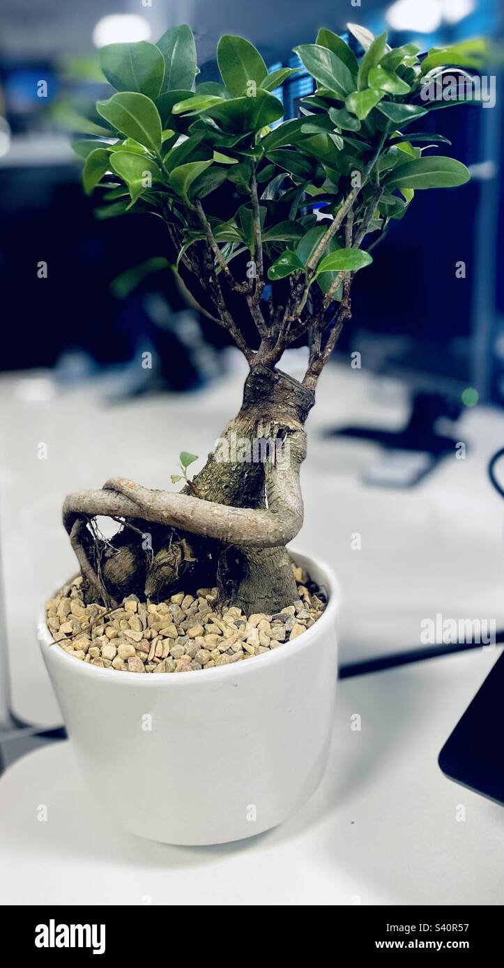 Tree office hi-res stock photography and images - Alamy