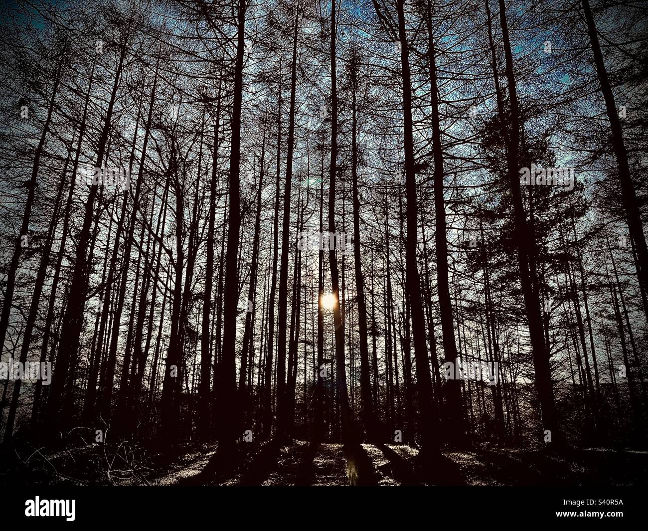 Light Through The Trees, Peak District Stock Photo - Alamy