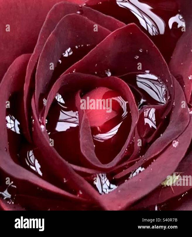 Rose and dew hi-res stock photography and images - Alamy