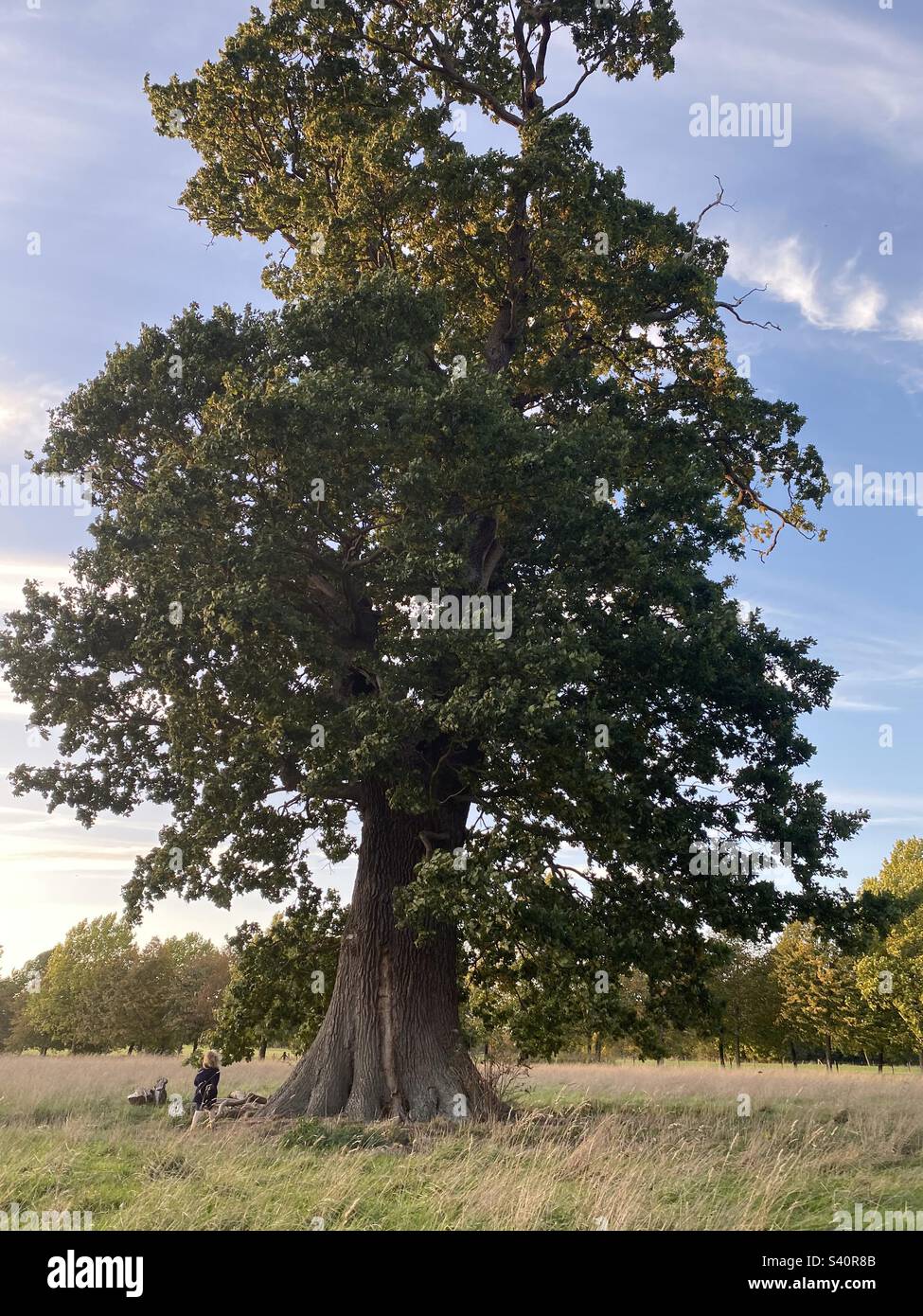 Ancient oak, young child Stock Photo - Alamy