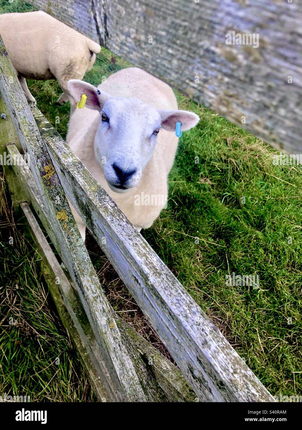 Fence sheep hi-res stock photography and images - Alamy