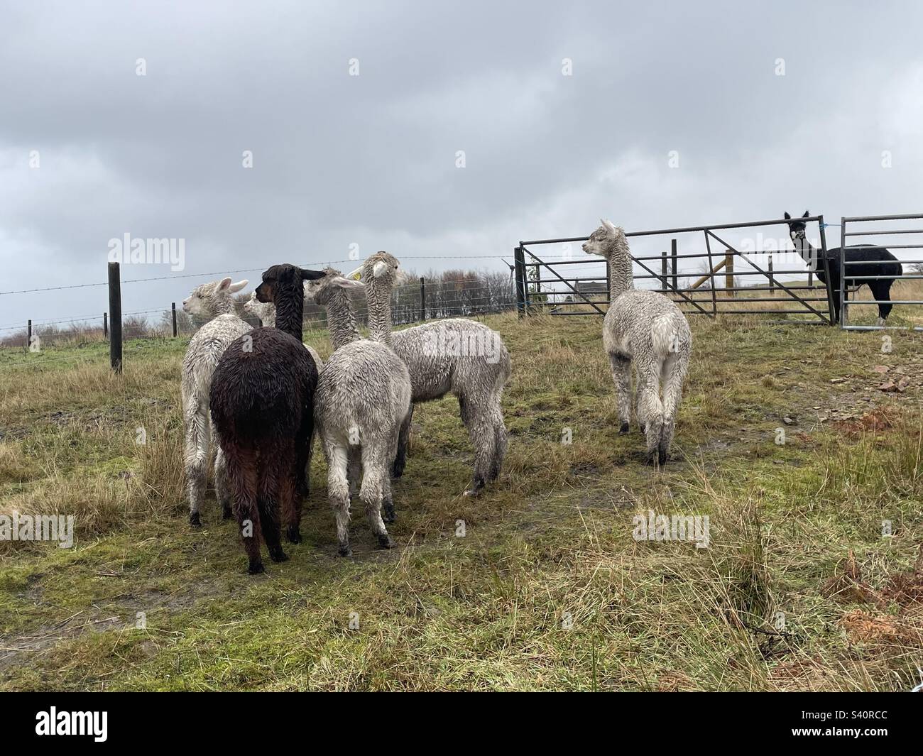 Field of alpacas hi-res stock photography and images - Alamy