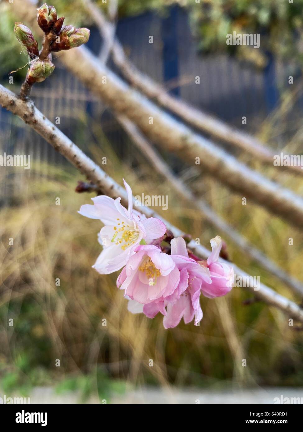 Cherry blossoms plant hi-res stock photography and images - Alamy