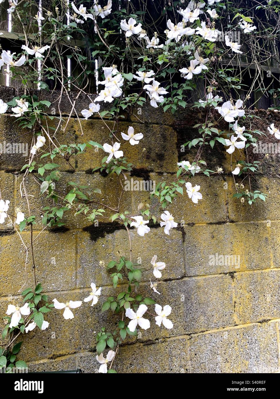 Rustic white fence hi-res stock photography and images - Alamy