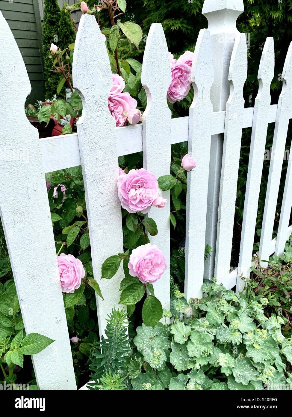 Roses picket fence hi-res stock photography and images - Alamy