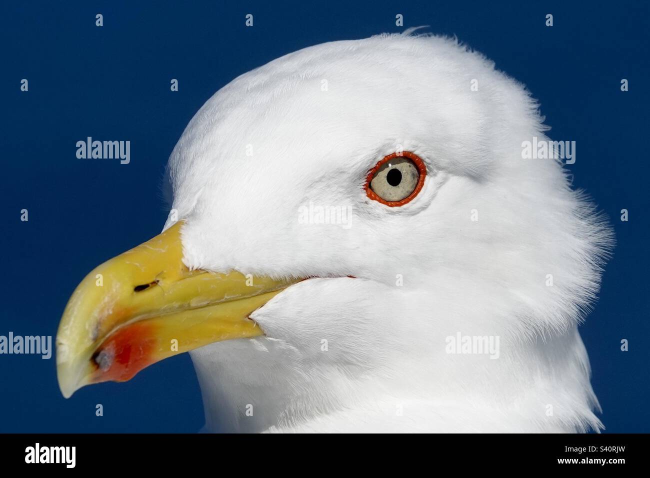 The seagul hi-res stock photography and images - Alamy