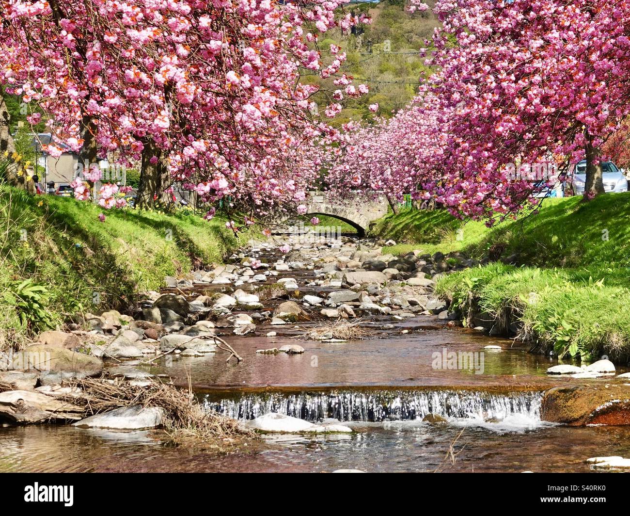 Cherry Blossom river Stock Photo - Alamy