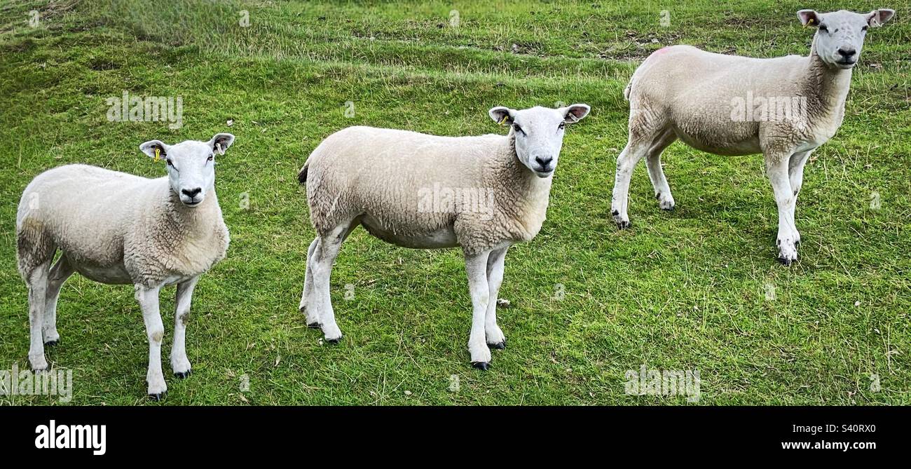 Line up of sheep hi-res stock photography and images - Alamy