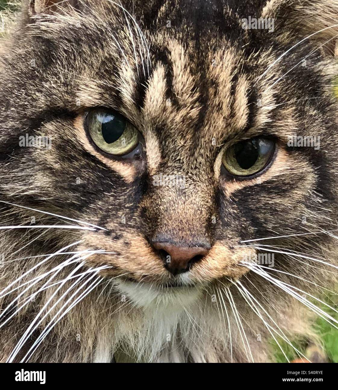 Portrait of ‘Cobby’ the Norwegian Forest Cat Stock Photo - Alamy
