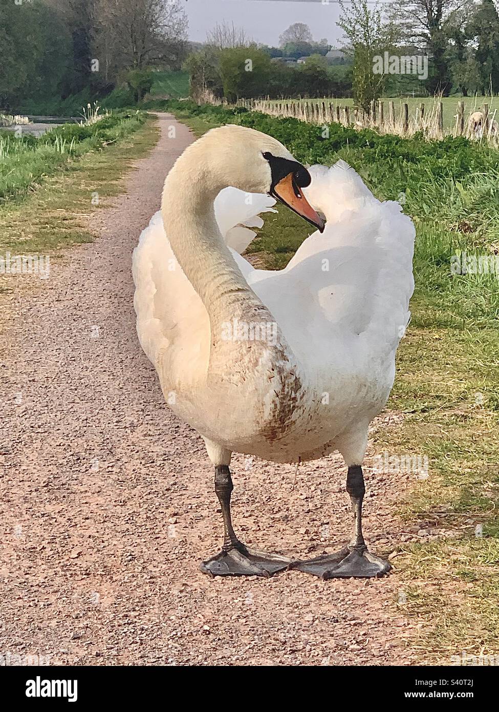 Aggressive mute swan walks on public footpath by the grand western ...